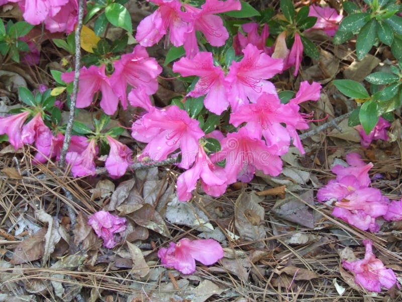 Azaleen stockbild. Bild von nord, rosa, gartenbau, gärten - 124001381