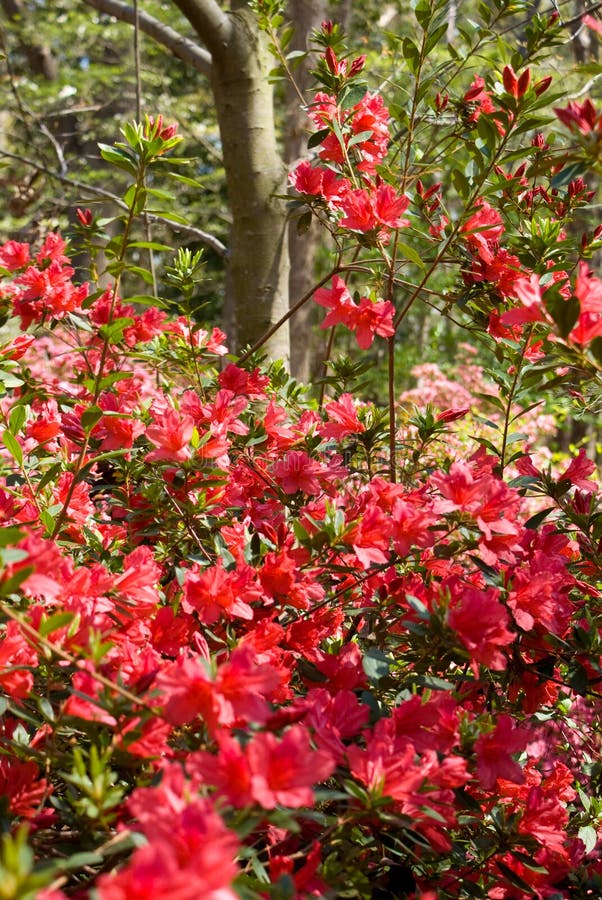 Azaleen stockfoto. Bild von rhododendron, strauch, frühling - 28528426