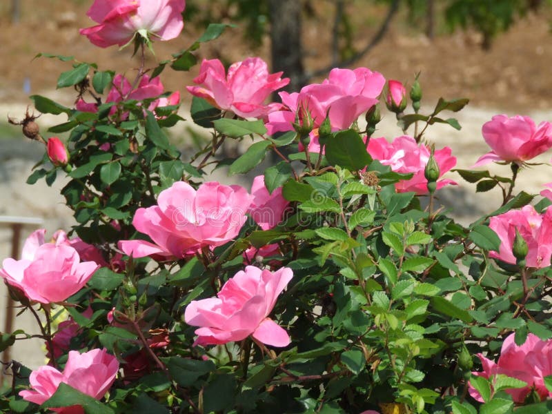 Azaleen stockfoto. Bild von azaleen, blume, azalee, betrieb - 91034188