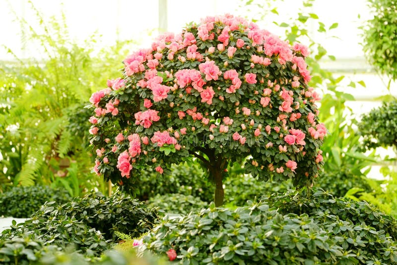 Azaleen auf einem Baum stockfoto. Bild von azalee, blumenblatt - 81103094