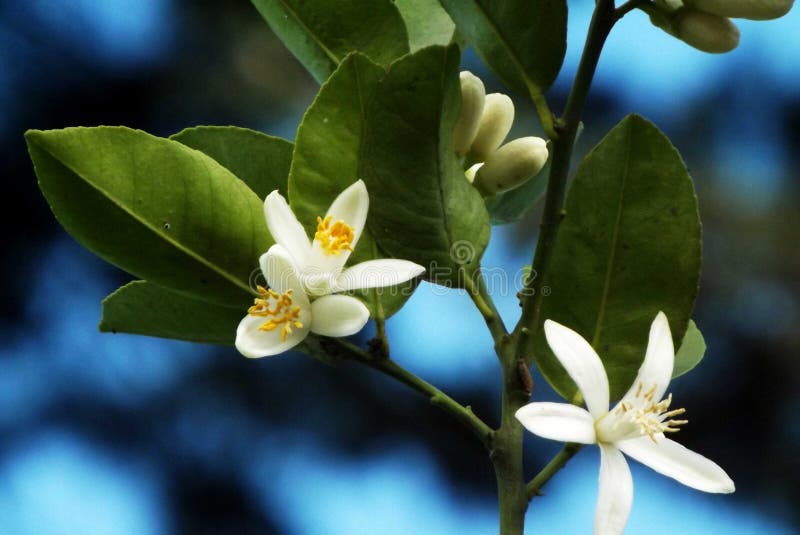 Azar Flor de arkivfoto. Bild av förbindligt, solenoid - 103952932