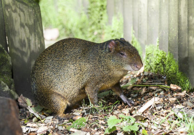 Wildlife, a Male Azara S Agouti in a Field. Stock Image - Image of lone ...