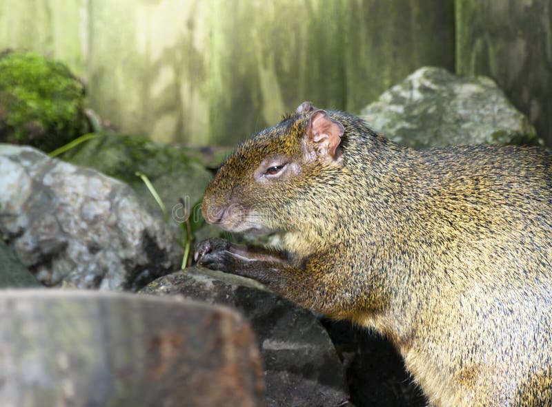 Azara s agouti stock image. Image of animal, nature, american - 27611723
