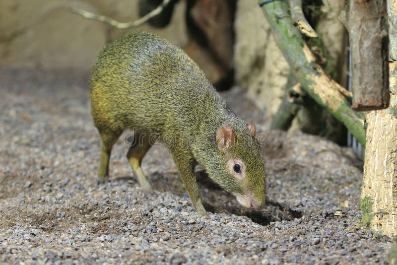 Azara agouti stock image. Image of dasyprocta, wildlife - 264808879