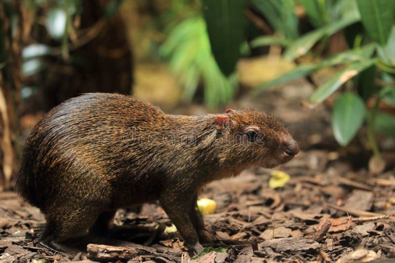 Azara s agouti stock image. Image of animal, nature, american - 27611723