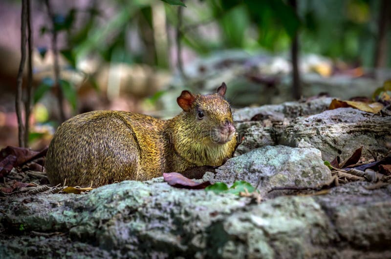 Mexican Agouti stock photo. Image of america, agouti - 13256550