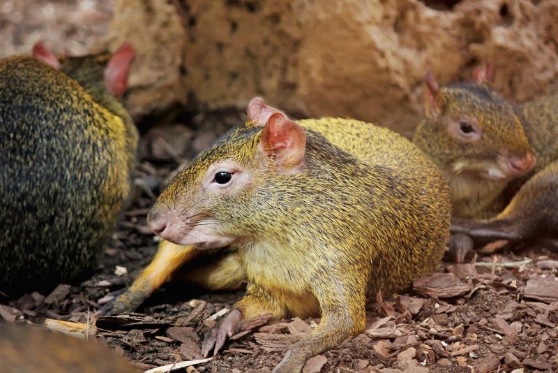Azara`s Agouti, Dasyprocta Azarae, Jungle Gardeners Stock Photo - Image ...