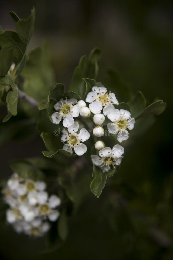 Azarole Blossom on the Branch Stock Photo - Image of beauty, trees ...