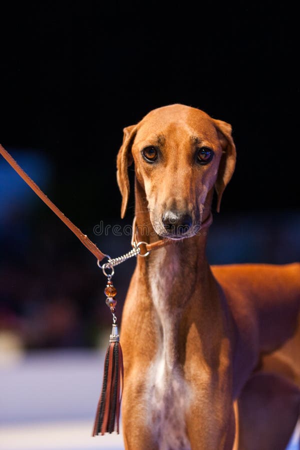 Azawakh head isolated stock photo. Image of pedigree - 25187624