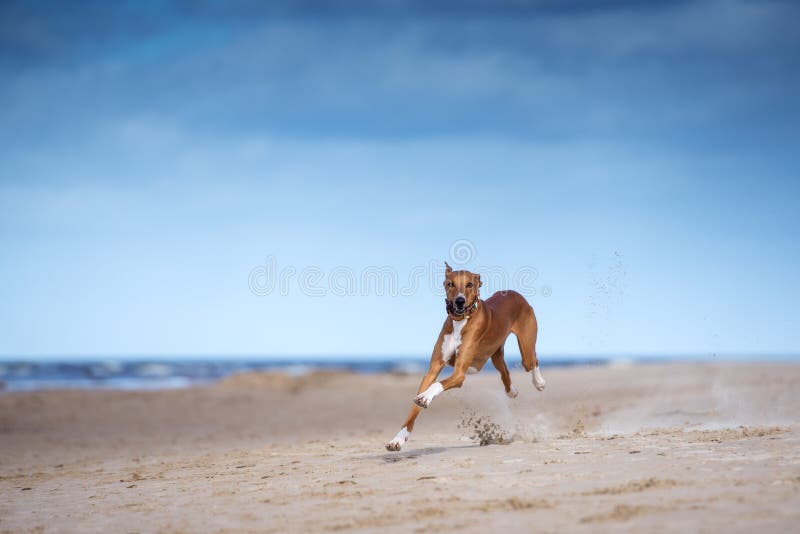 Azawakh Dog Running on the Beach Stock Photo - Image of african, africa ...