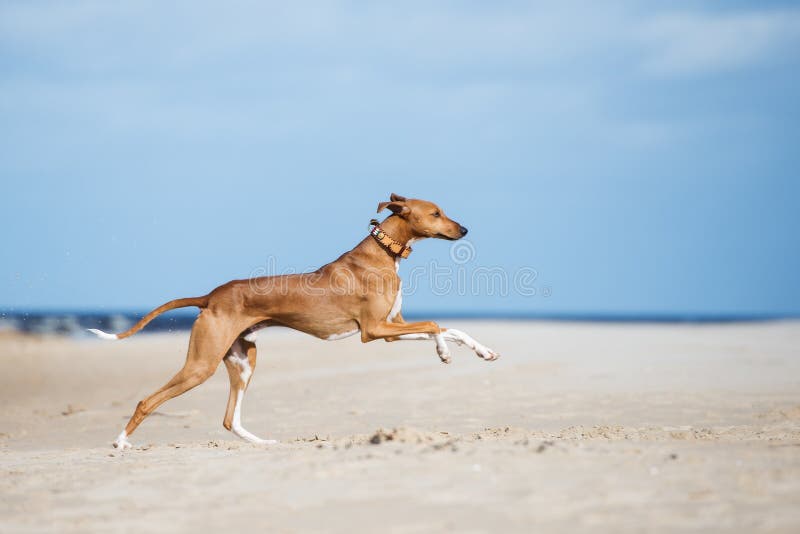 Azawakh Dog Running on the Beach Stock Image - Image of elegance ...