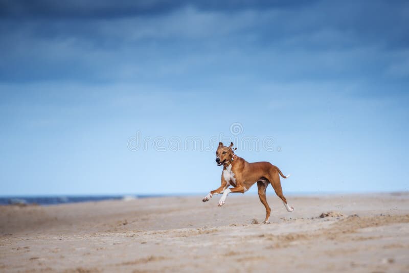 Azawakh Dog Running on the Beach Stock Photo - Image of rare, domestic ...
