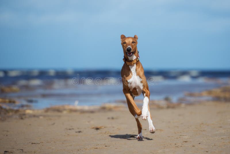 Azawakh Dog Running on the Beach Stock Photo - Image of africa, white ...
