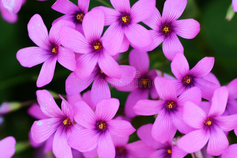 Azeda cor-de-rosa foto de stock. Imagem de bonito, wildflower - 116042888