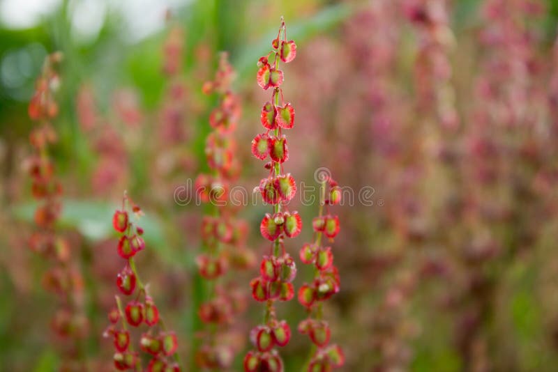 Azeda Francesa (scutatus Do Rumex) Foto de Stock - Imagem de naughty ...