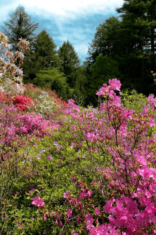 Azelea Forest stock image. Image of pink, gardener, beautiful - 5251175