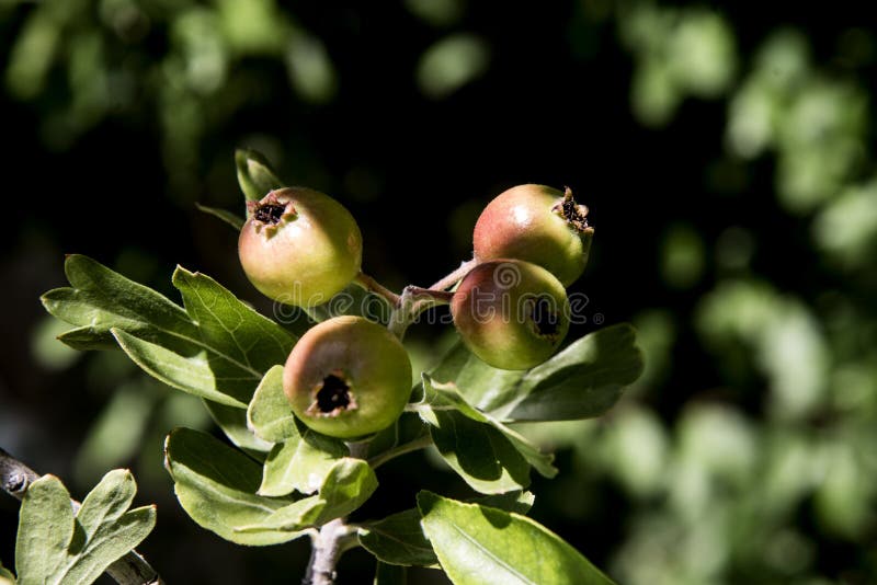 Azerole Fruits Ripenin on the Branch Stock Photo - Image of plant ...