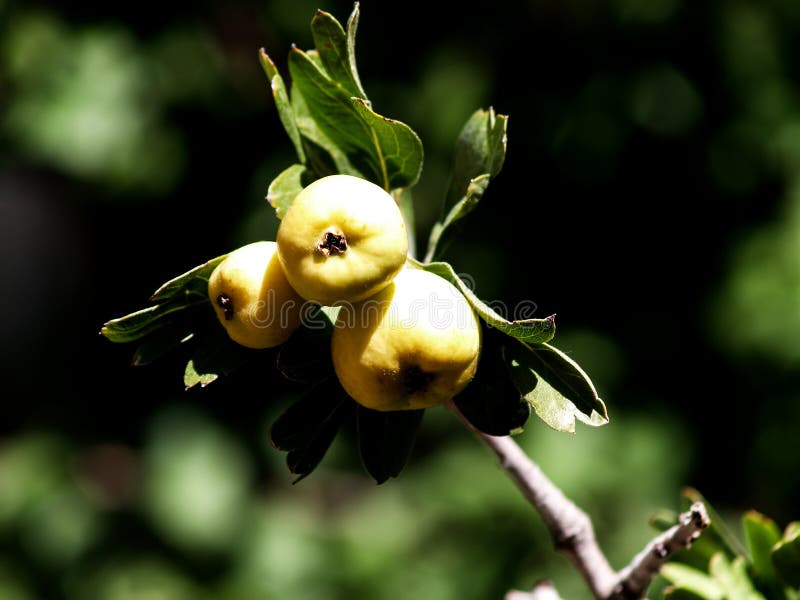 Azerole Fruits Ripening on the Branch Stock Image - Image of background ...