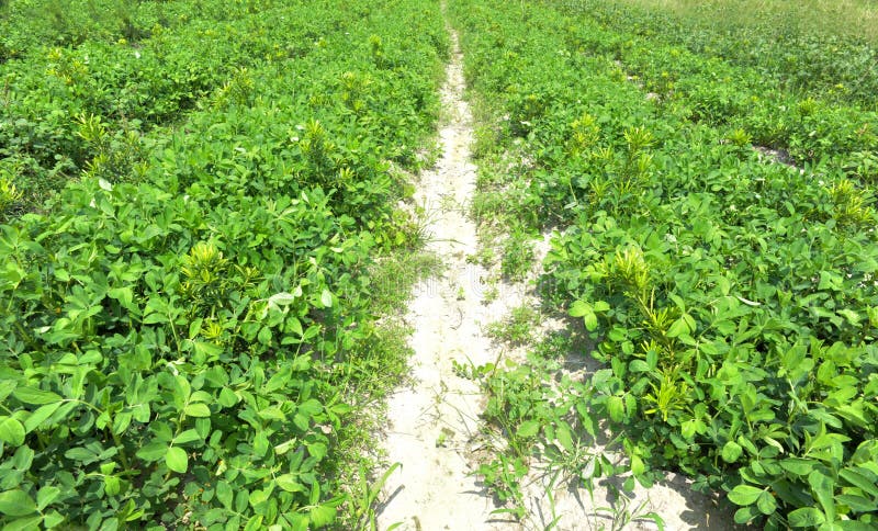 Azienda Agricola Delle Arachidi Fotografia Stock - Immagine di fiore ...