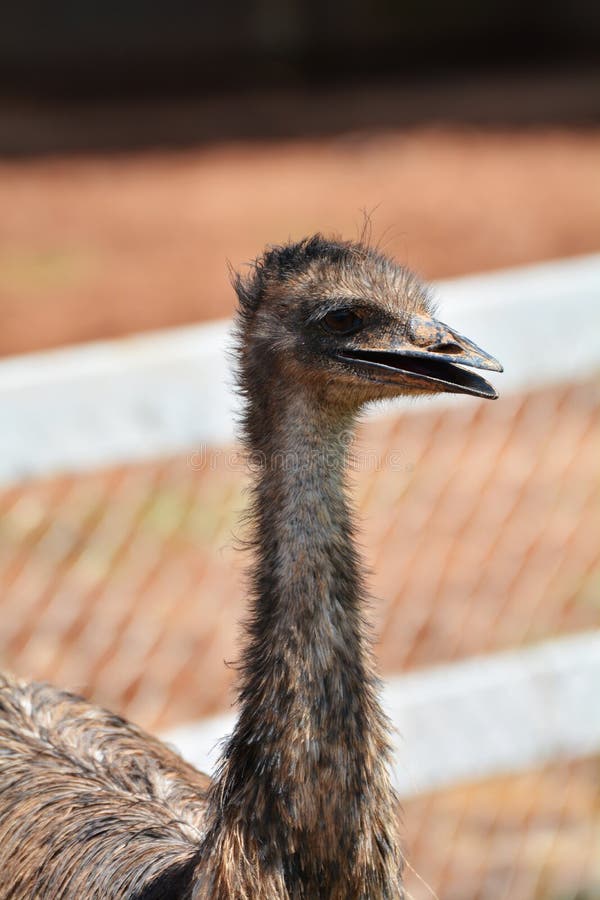 Struzzo fotografia stock. Immagine di faccia, animale - 44226450