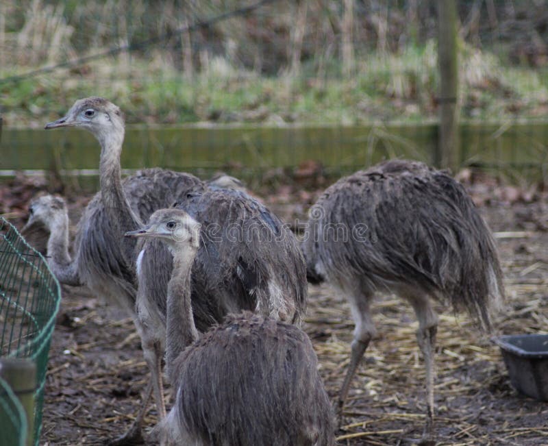 Foto Stock e immagini a tema Testa Dello Struzzo Nella Sabbia - Scarica ...