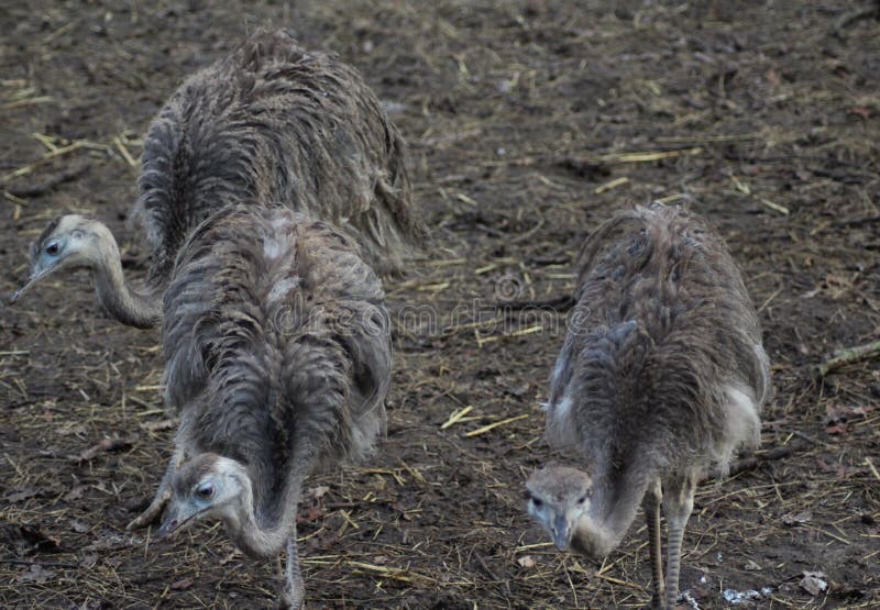 Foto Stock e immagini a tema Testa Dello Struzzo Nella Sabbia - Scarica ...