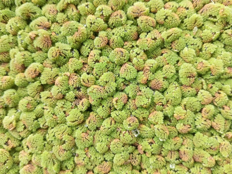 Azola Aquatic Plants that Have Filled the Water Surface Stock Image ...