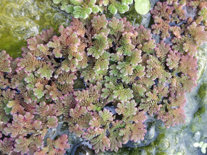 Azolla Fern Floating on Water Surface with Green Algae Aquatic Plant ...