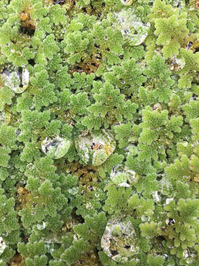 Azolla Filiculoides in a Close-up in a Pond Stock Photo - Image of ...
