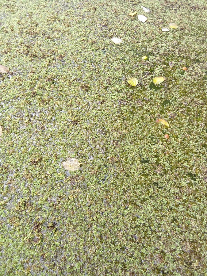 Azolla is a Highly Nutritious Animal Feed for Poultry. Stock Photo ...