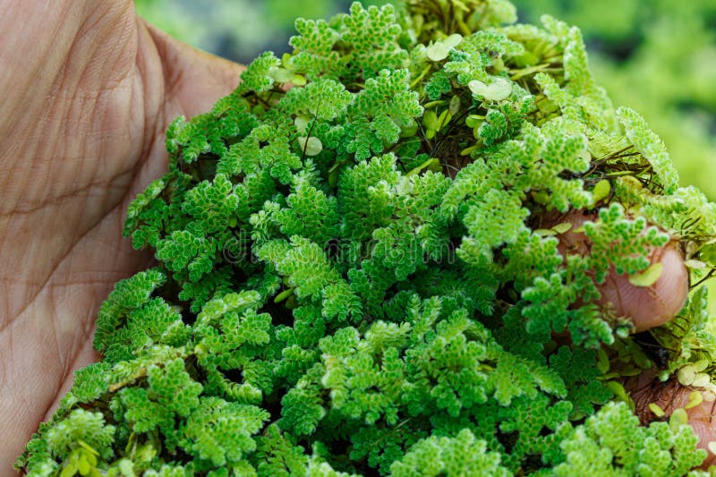 Azolla microphylla stock photo. Image of growth, manure - 272040032