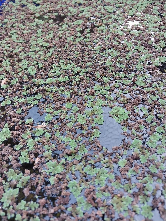 AZOLLA PLANT stock image. Image of alternative, chicken - 290418447