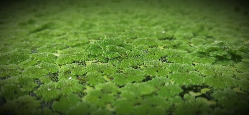Azolla Plant for Animal Feed Stock Image - Image of feed, azolla: 229756863