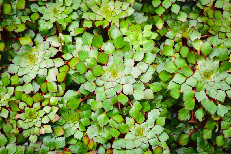Azolla stock photo. Image of minor, aquatic, central - 64145936
