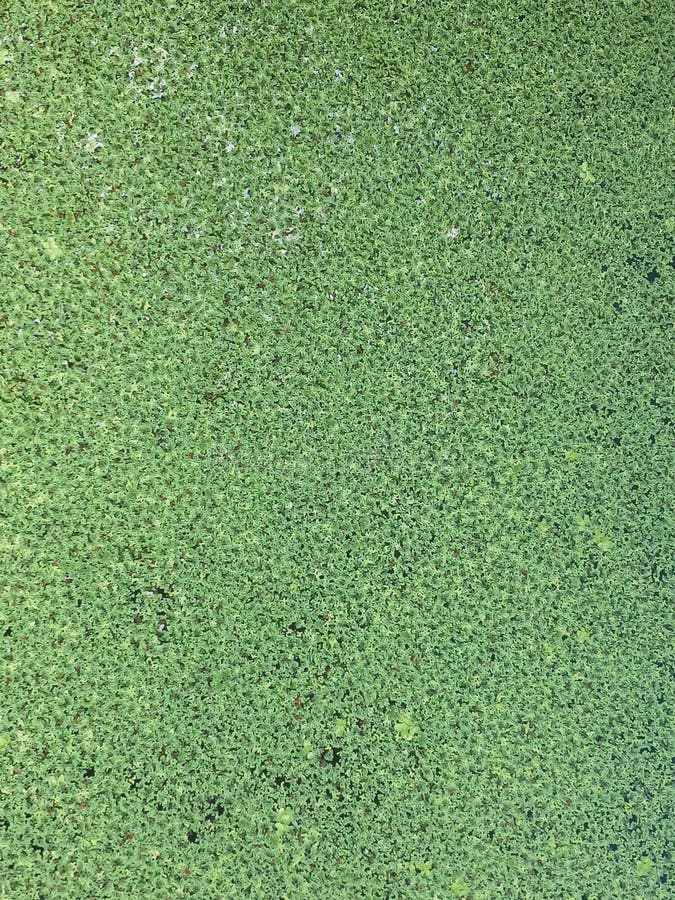 Azolla Plants Live in Water Stock Photo - Image of fern, macronutrients ...