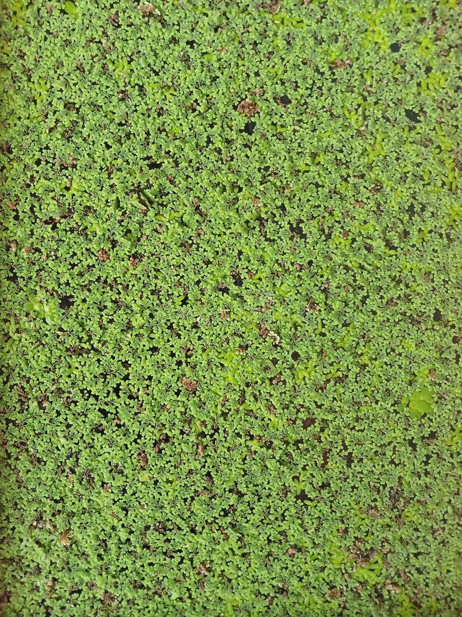 Azolla Plants Live in Water Stock Photo - Image of azolla, backdrop ...