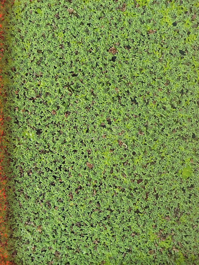 Azolla Plants Live in Water Stock Image - Image of macronutrients ...