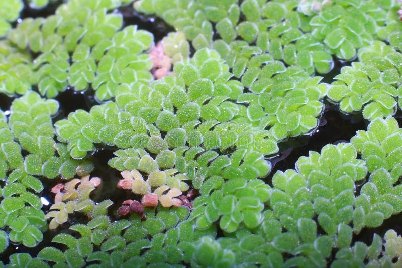Azolla photo stock. Image of freshwater, mineur, central - 64145936