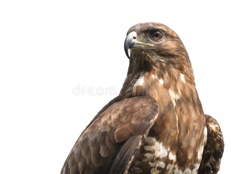 Azor imagen de archivo. Imagen de dignidad, dignificado - 9882235