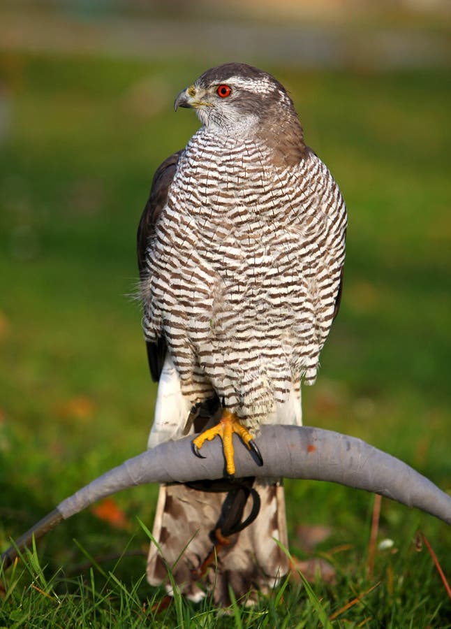 Azor Septentrional - Gentilis Del Accipiter Imagen de archivo - Imagen ...