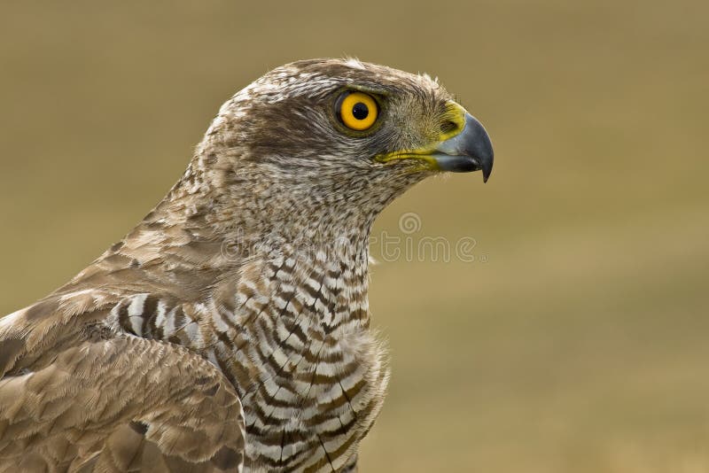 Azor Norteño (gentilis Del Accipiter) Imagen de archivo - Imagen de ...