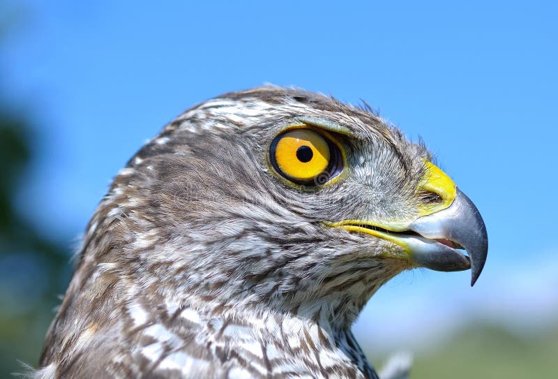 El Azor, Gentilis Del Accipiter, Alimentando En Las Liebres Matadas En ...