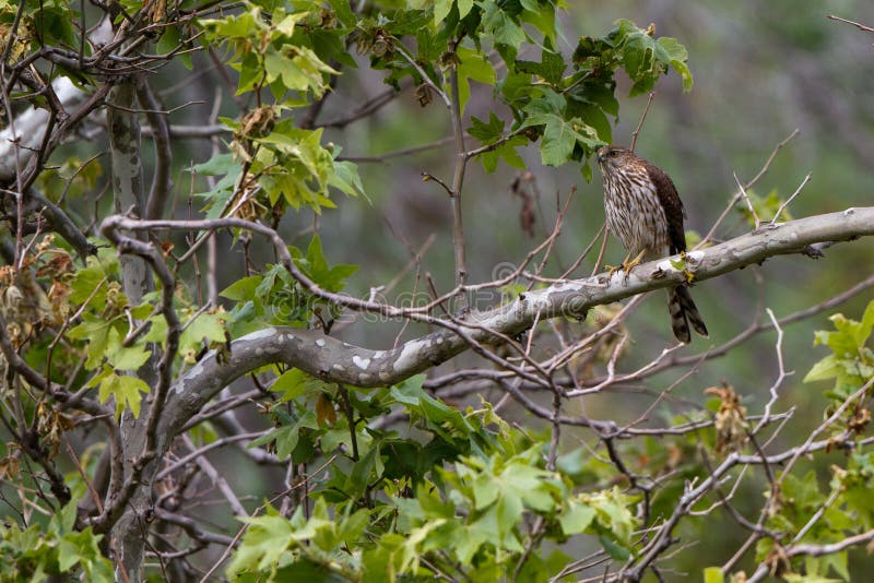 Azor Septentrional, Gentili De Accipter Foto de archivo - Imagen de ...