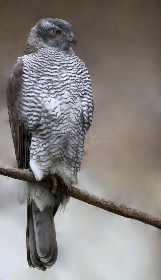 Azor Septentrional - Gentilis Del Accipiter Imagen de archivo - Imagen ...