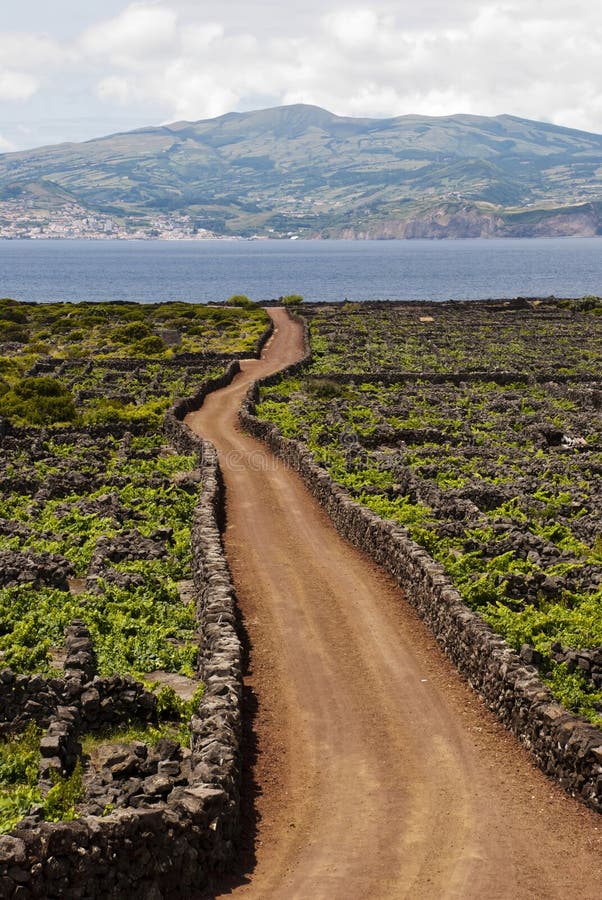 Azorean Vineyards stock image. Image of grapevine, plant - 27207595