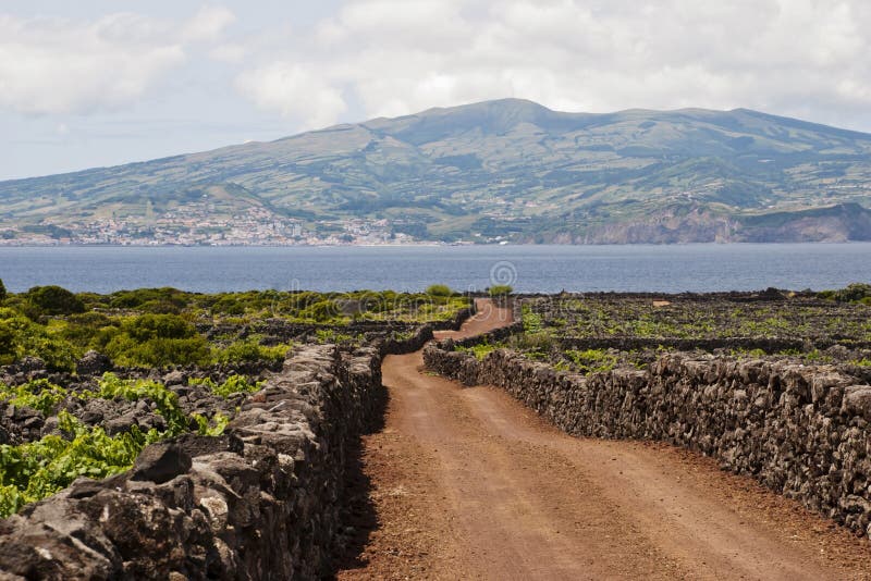 Azorean Vineyards stock photo. Image of culture, growing - 27207618