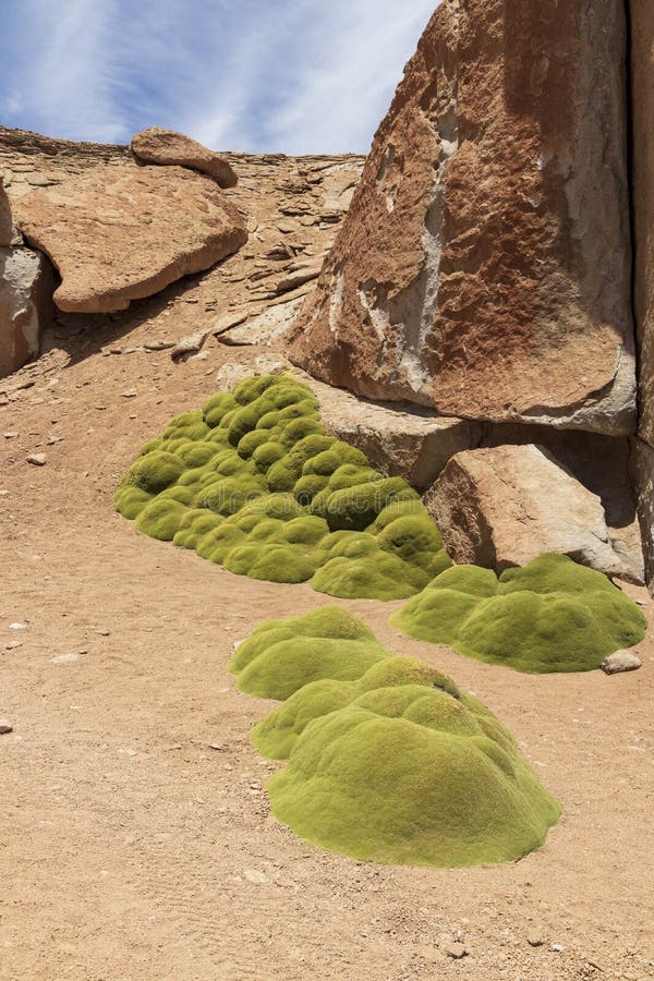Azorella Compacta . Typical Moss of the Altiplano. Stock Photo - Image ...