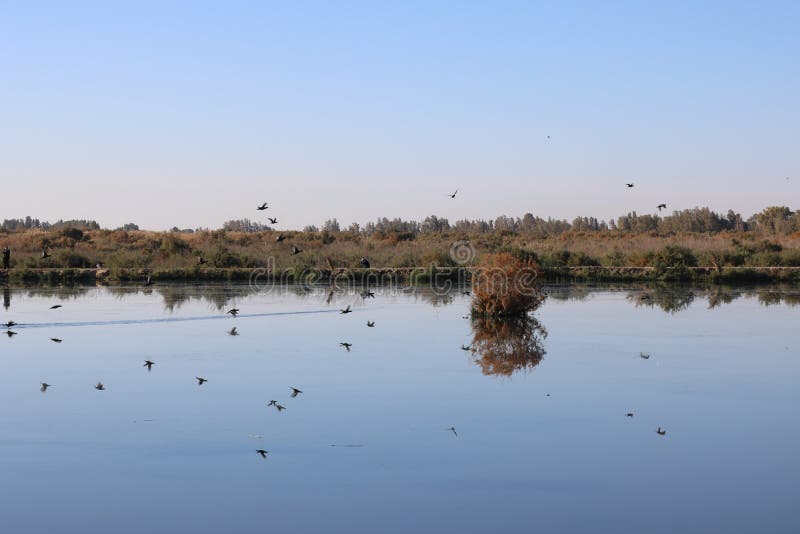 Azraq Wetland Reserve in Jordan Stock Photo - Image of beautiful ...