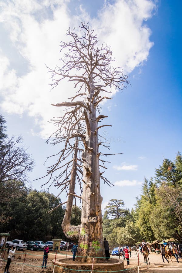 Azrou, Morocco - April 09, 2015. this Tree is Called `Le Cedre Gouraud ...