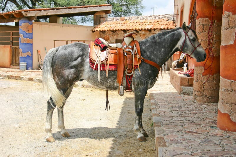 Azteca mexican horse stock image. Image of horse, grey - 95520219